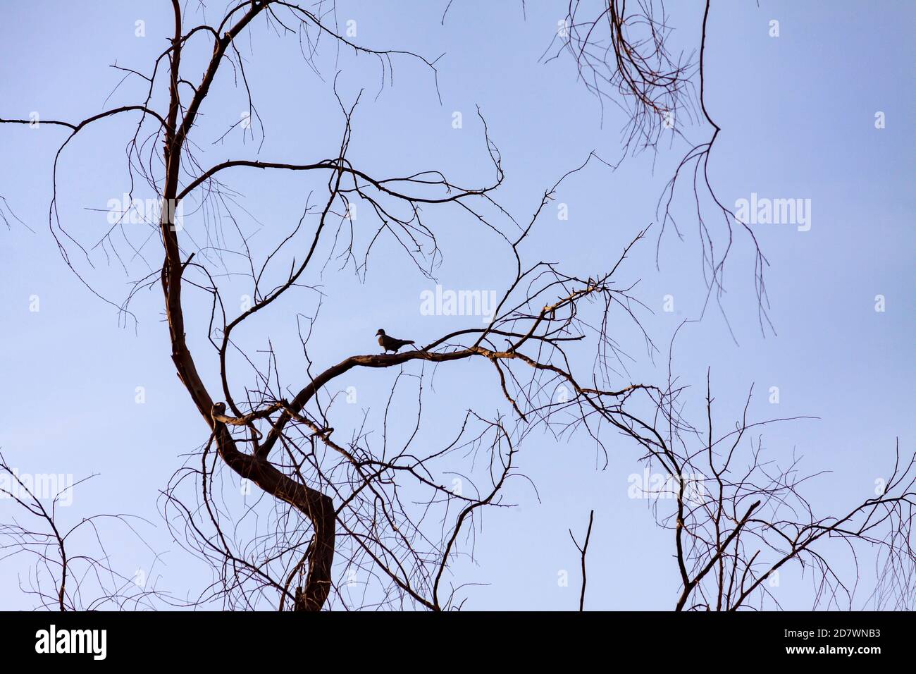 Alone bird hi-res stock photography and images - Alamy