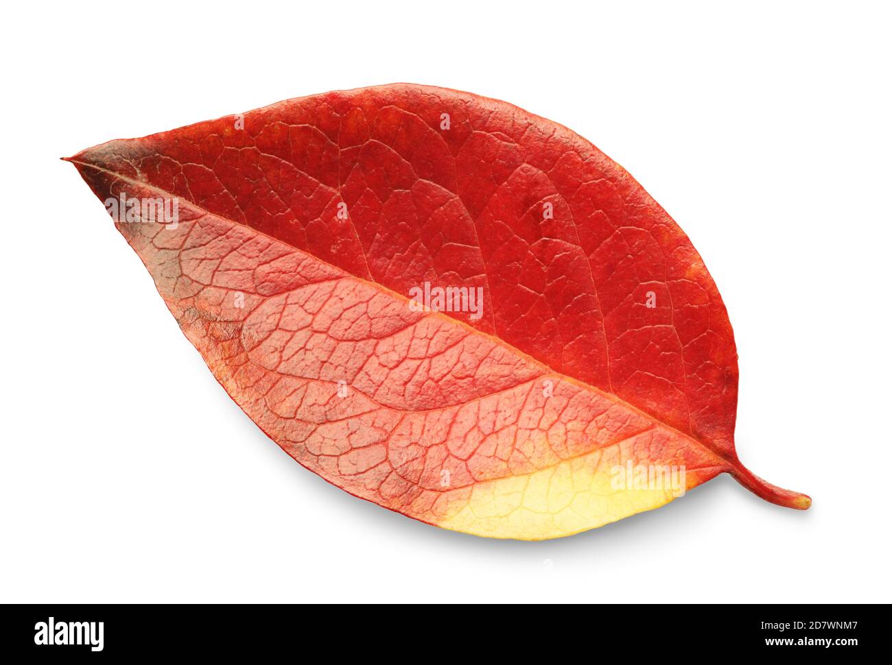 Autumn leaf isolated on white background with shadows, clipping path ...