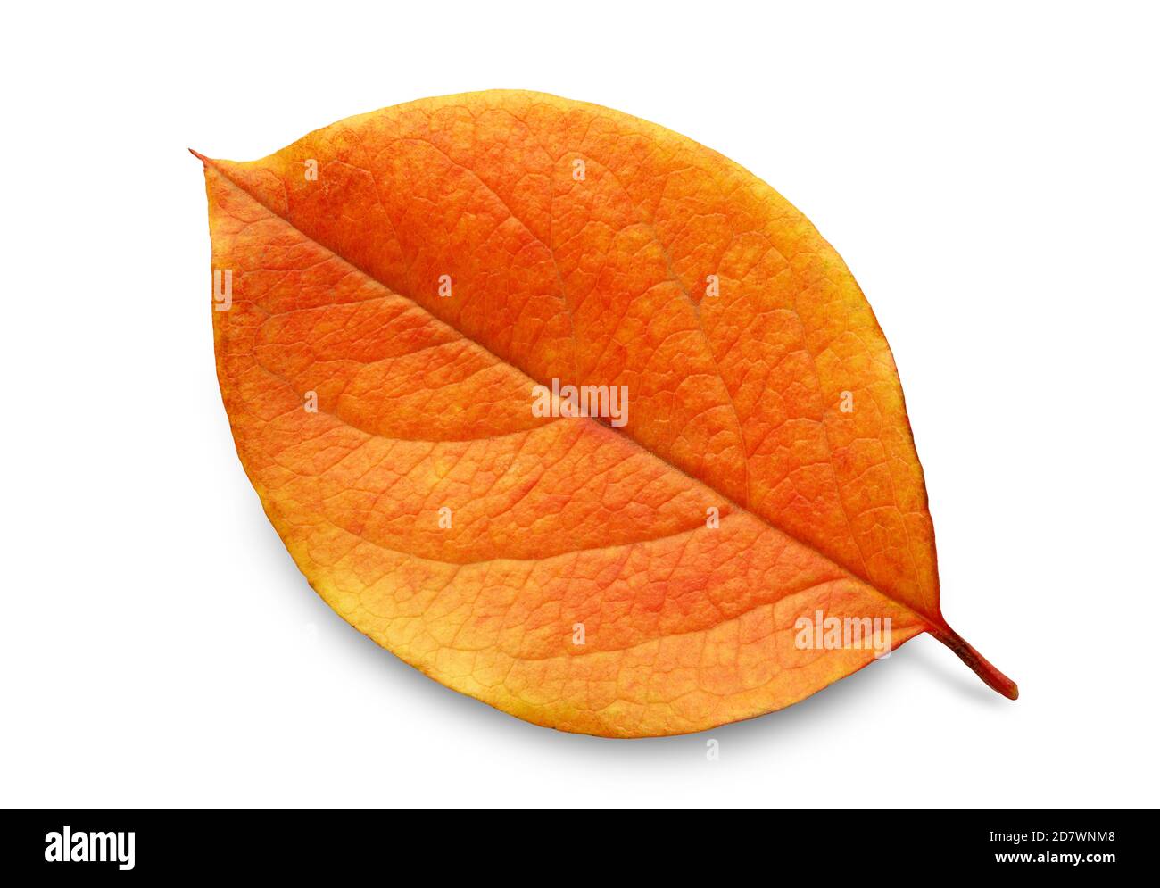 Autumn leaf isolated on white background with shadows, clipping path ...