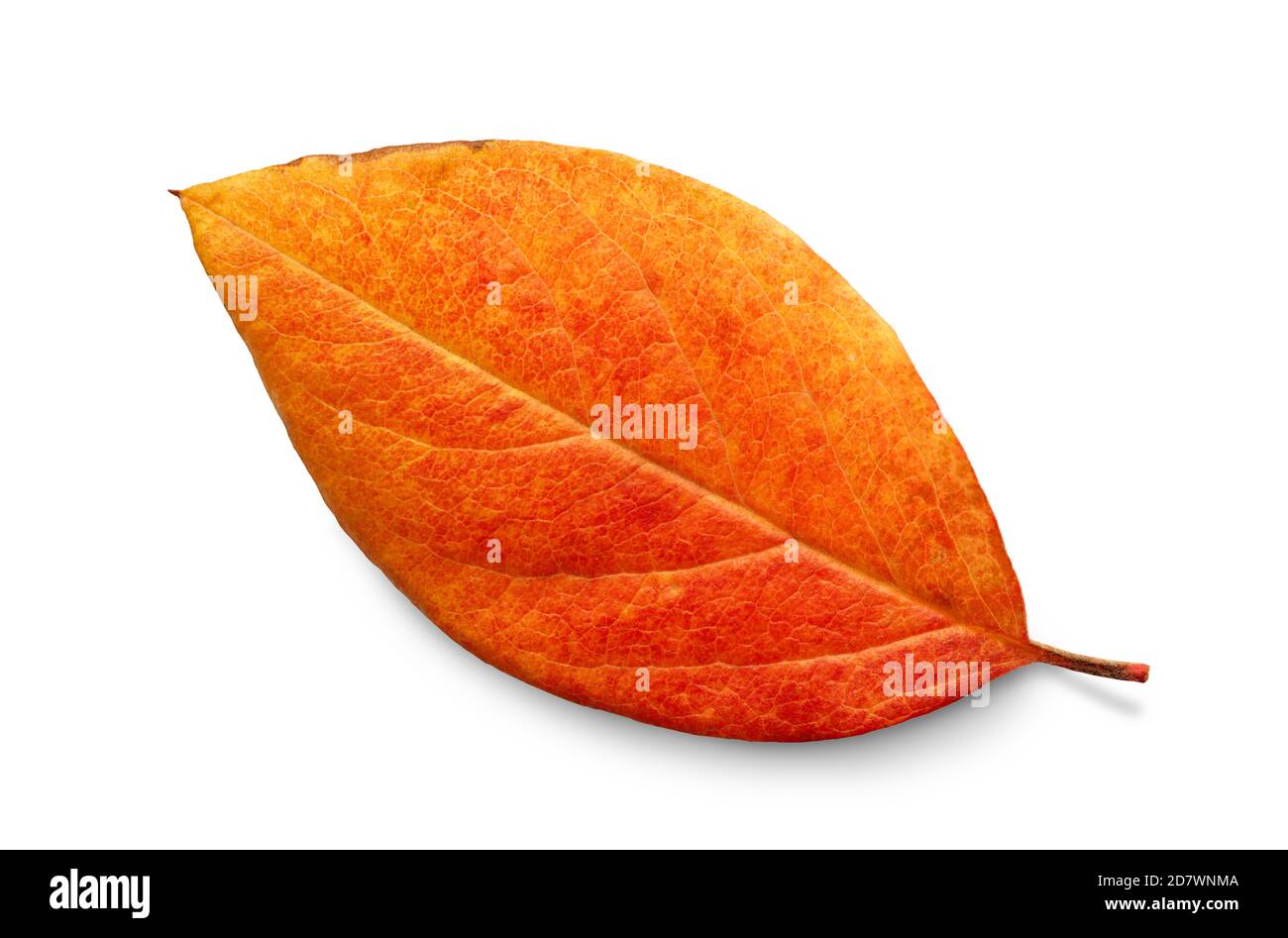 Autumn leaf isolated on white background with shadows, clipping path ...