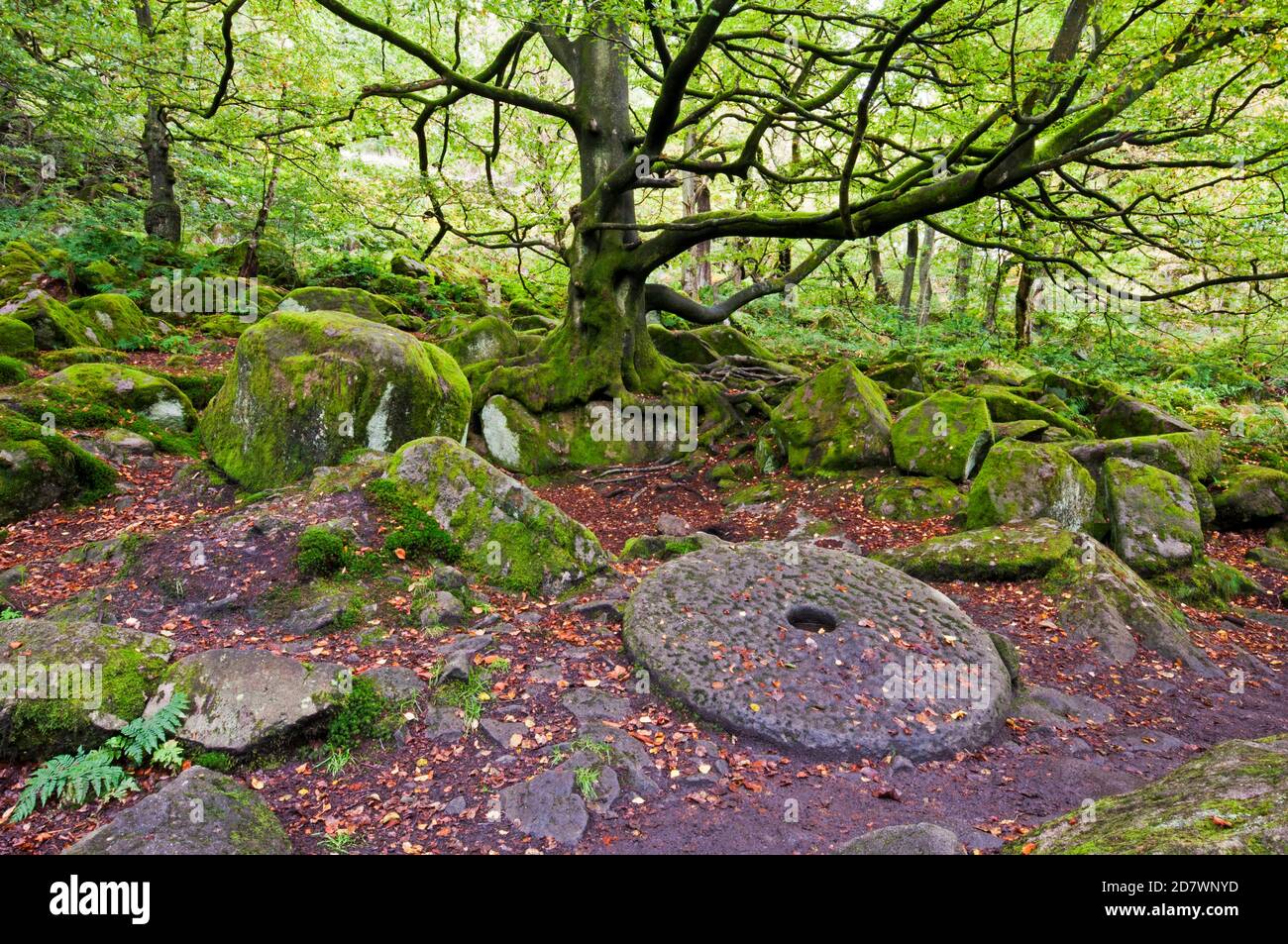 Autumn, Padley Gorge, an iconic location in the Peak District National ...
