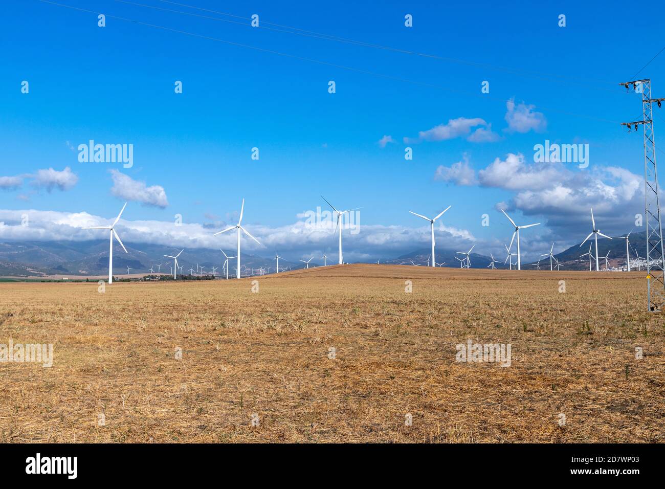Cow cattle in a Wind farm in Province Cadiz, Andalusia, Spain Stock ...