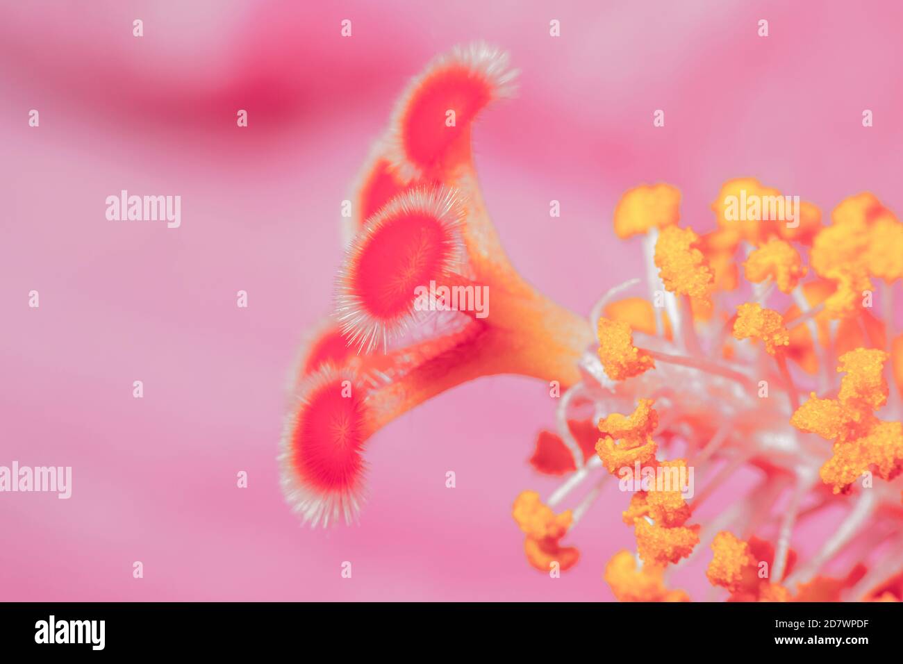 Hibiscus rosa sinensis pink hi-res stock photography and images - Alamy