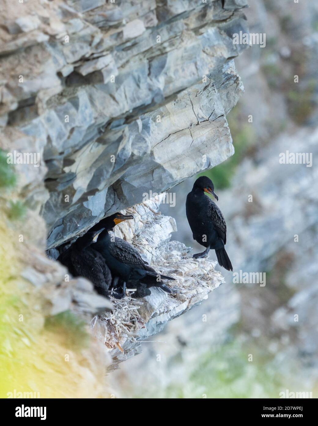 Cliff nesting bird hi-res stock photography and images - Alamy