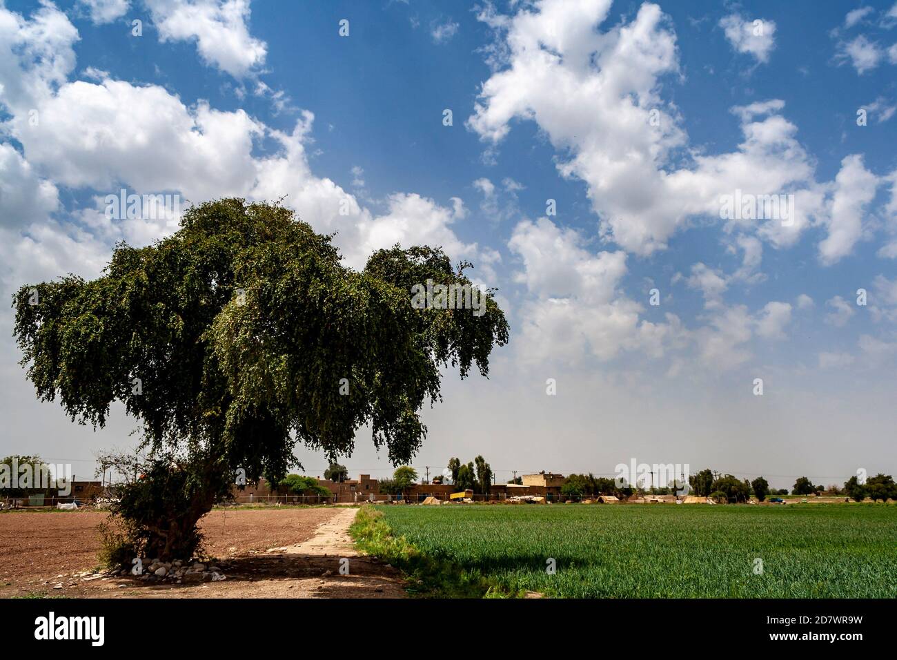 Jujube tree hi-res stock photography and images - Alamy