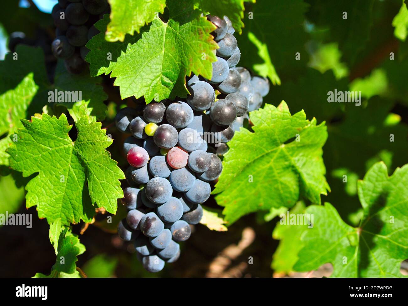 Shiraz wine hi-res stock photography and images - Alamy