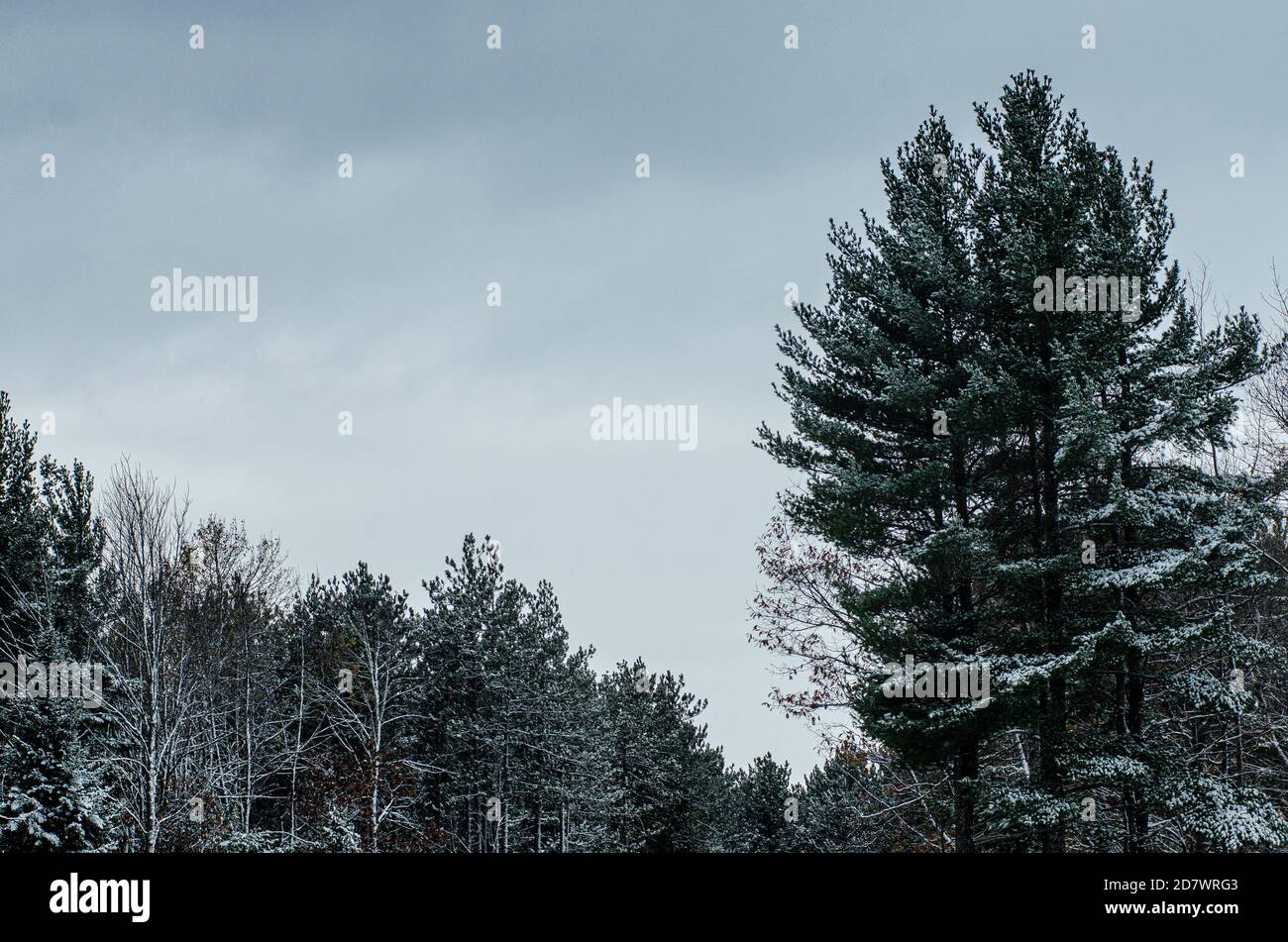 Simple shoot of snowy tress Stock Photo - Alamy