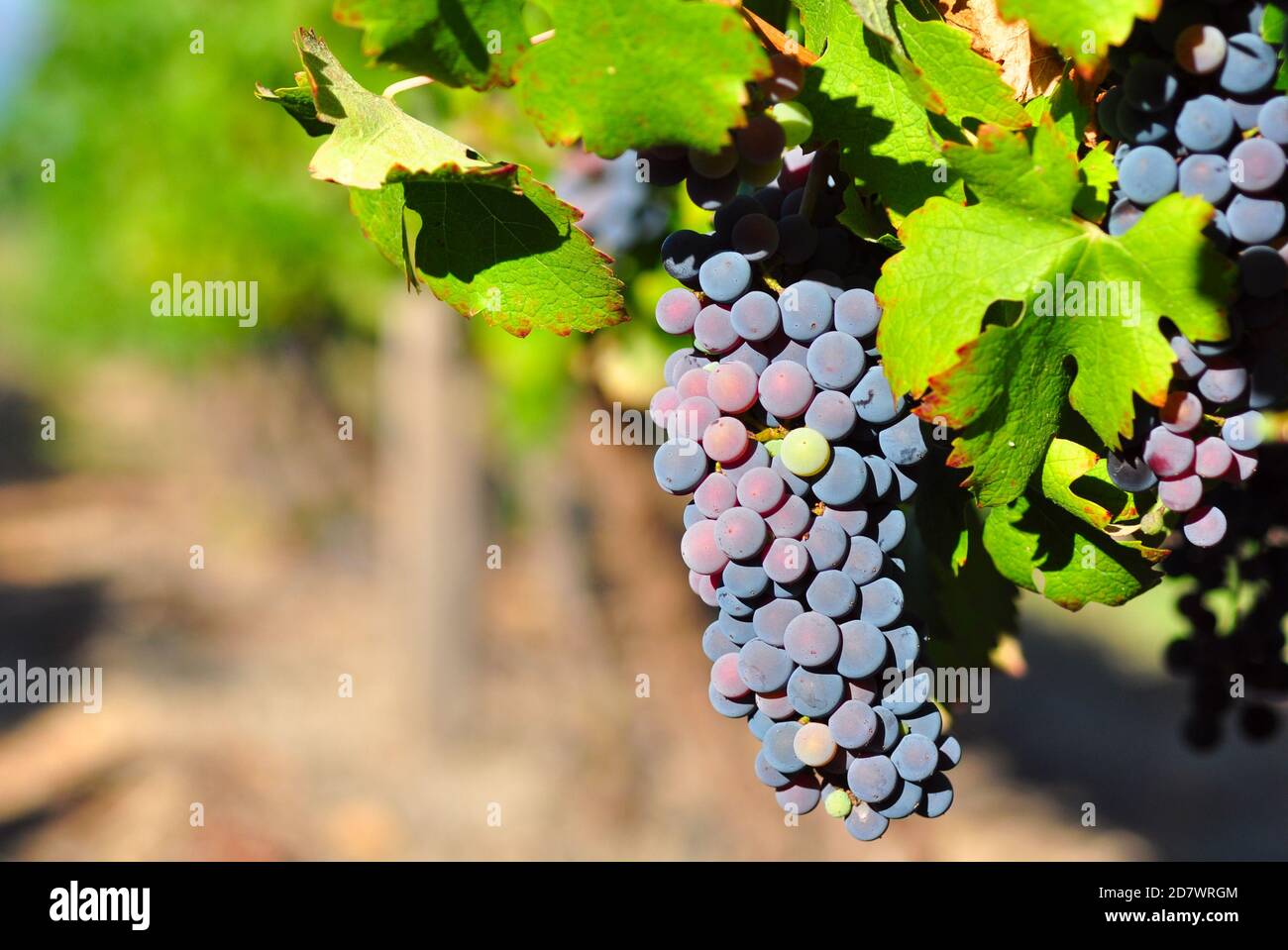 Shiraz grapes in a vineyard near Stellenbosch, South Africa Stock Photo ...