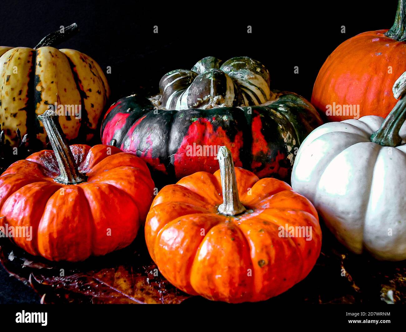 Autumn still life with pumpkins in studio setting Stock Photo - Alamy