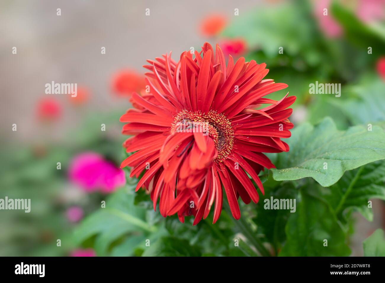 Double gerbera hi-res stock photography and images - Alamy