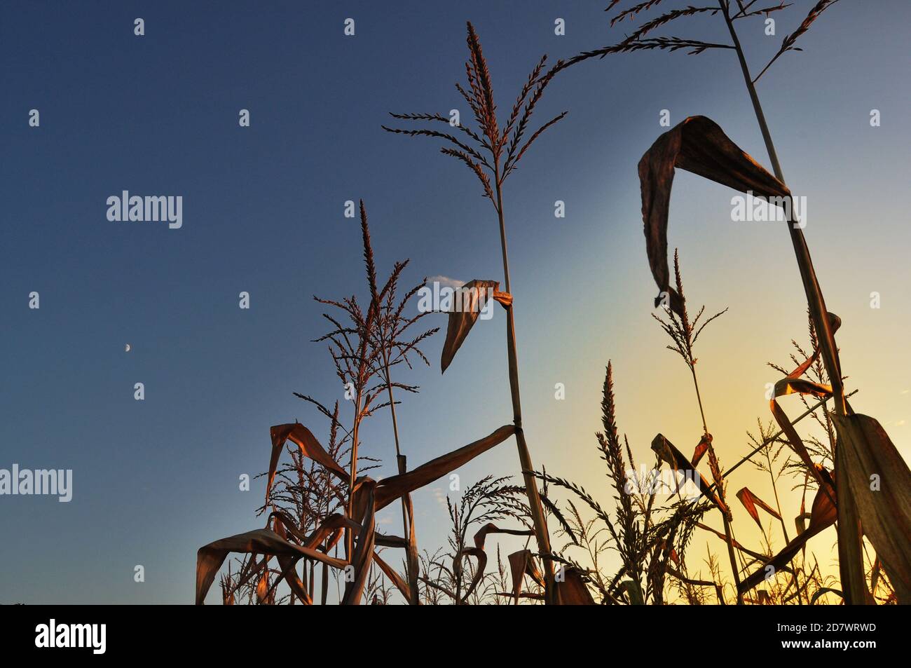 Corn field at sunset, harvest time Stock Photo - Alamy
