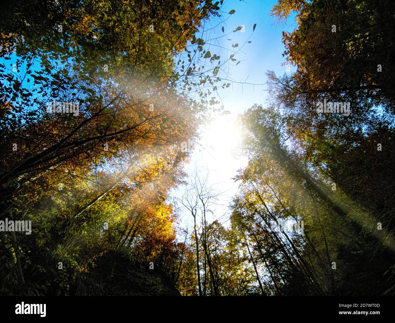 Autumn in the forest with sun rays. Green, orange and yellow leafs in ...