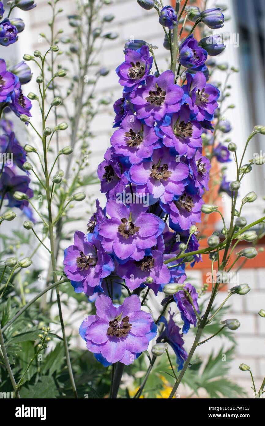 Delphinium elatom hi-res stock photography and images - Alamy