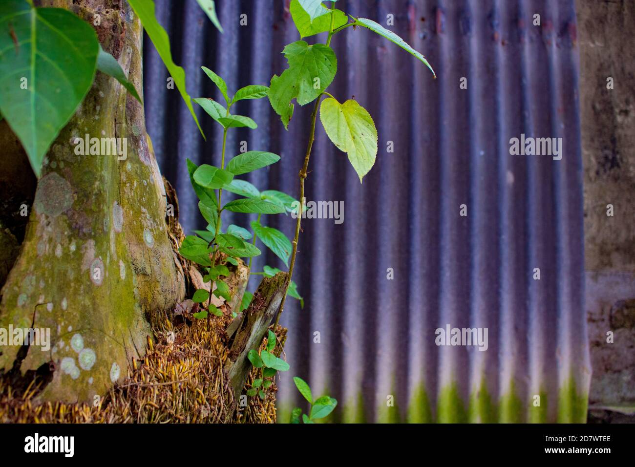 Here nature blends in with nature. Growing one tree on top of another ...