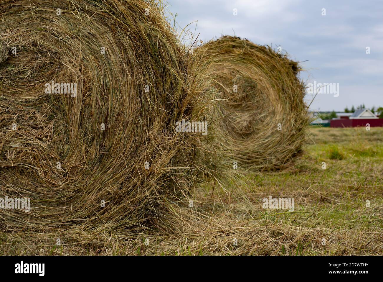 Two large round bobbins with hay close-up. Rural life, horizontal ...