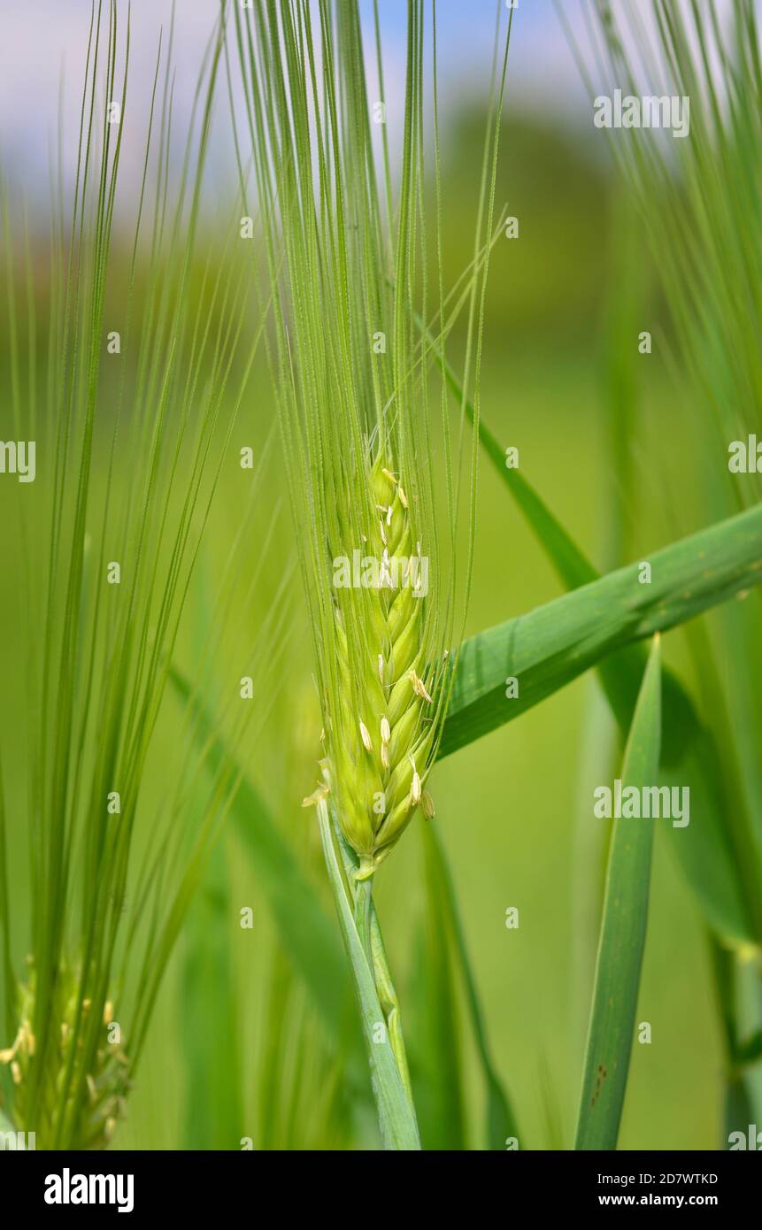 Bearded wheat grass hi-res stock photography and images - Alamy