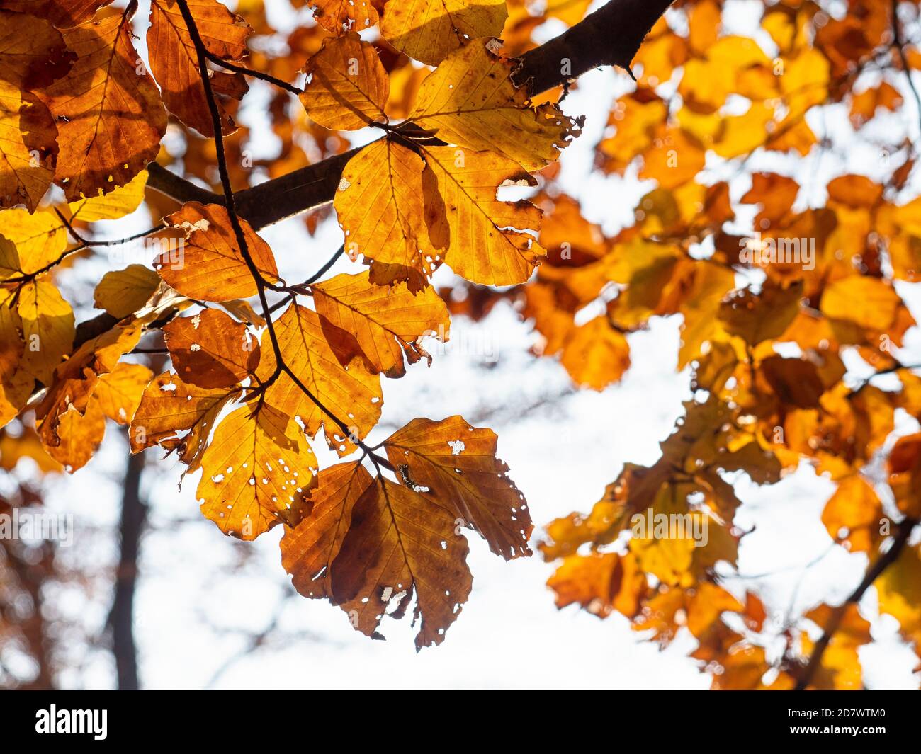 Tree leaves in autumn colors Stock Photo - Alamy