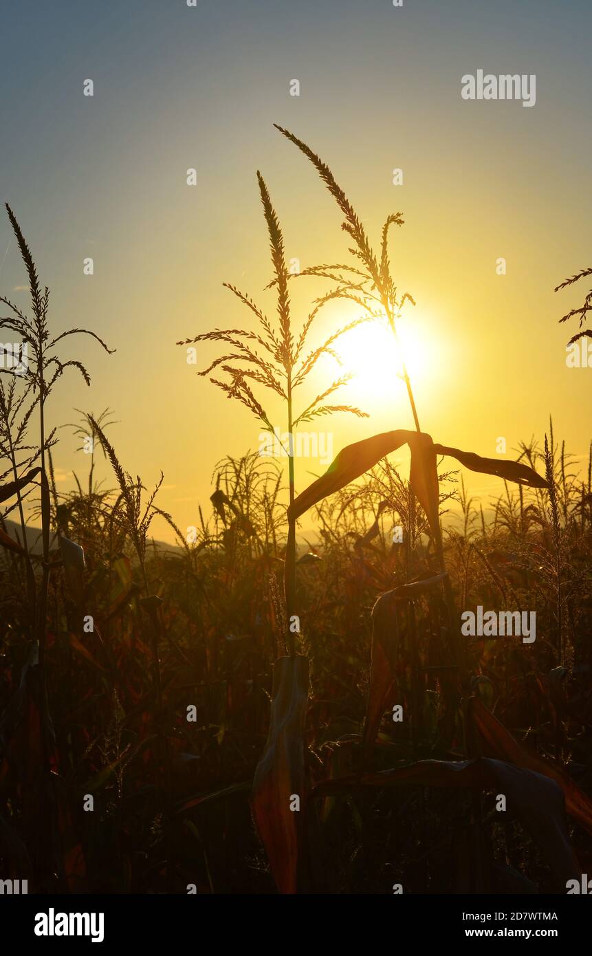Corn field at sunset Stock Photo - Alamy
