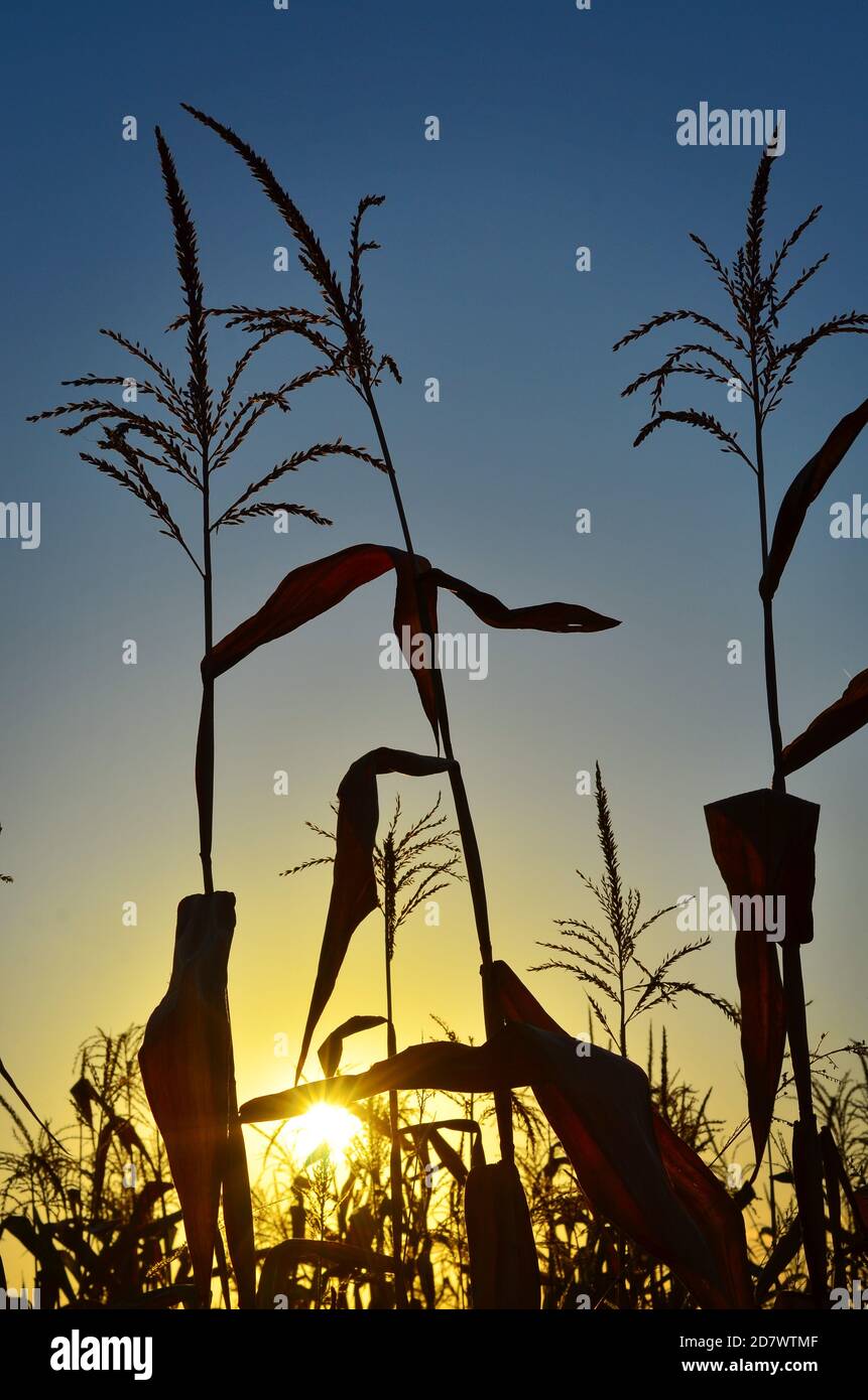 Corn field at sunset Stock Photo - Alamy