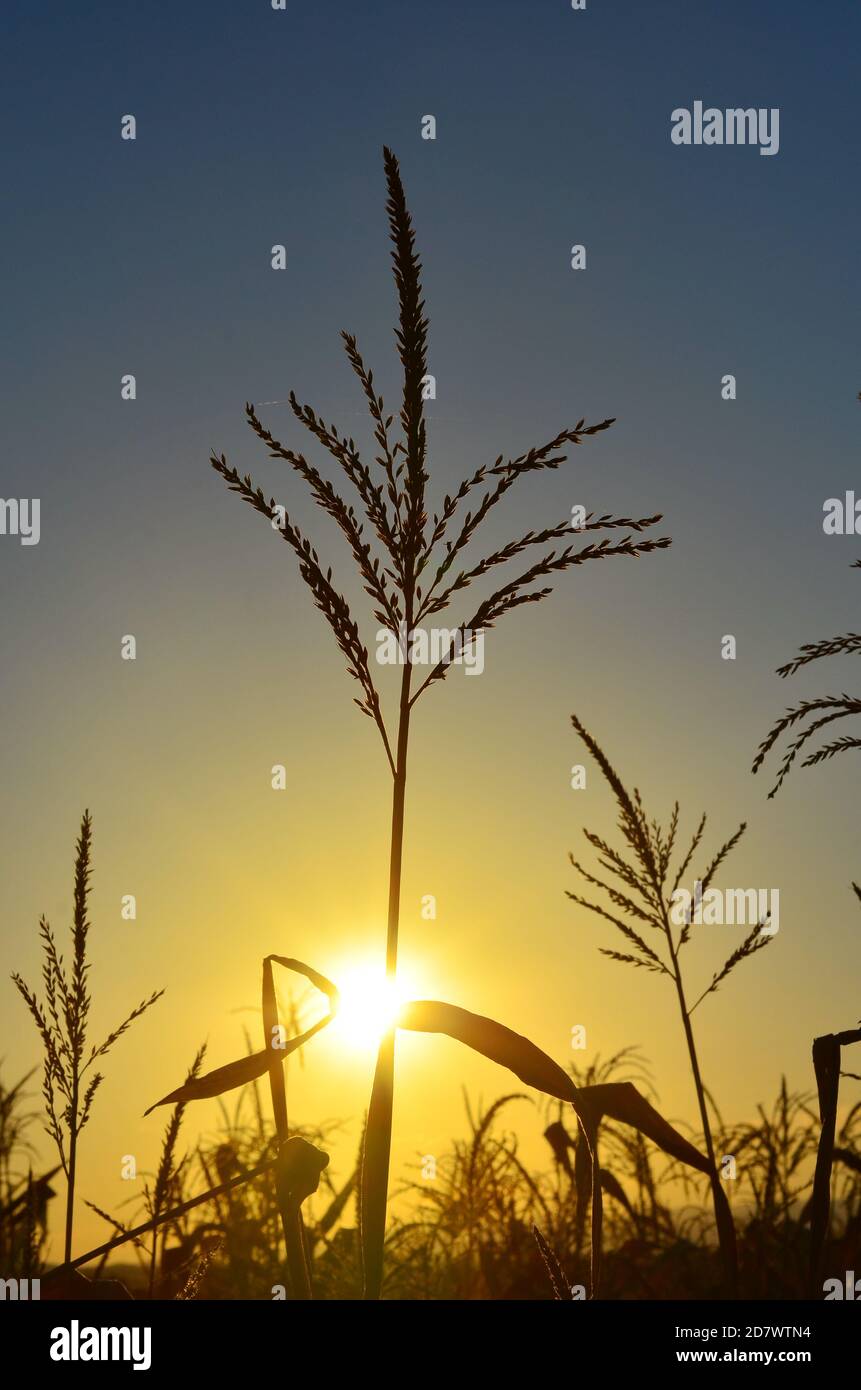 Corn field at sunset Stock Photo - Alamy