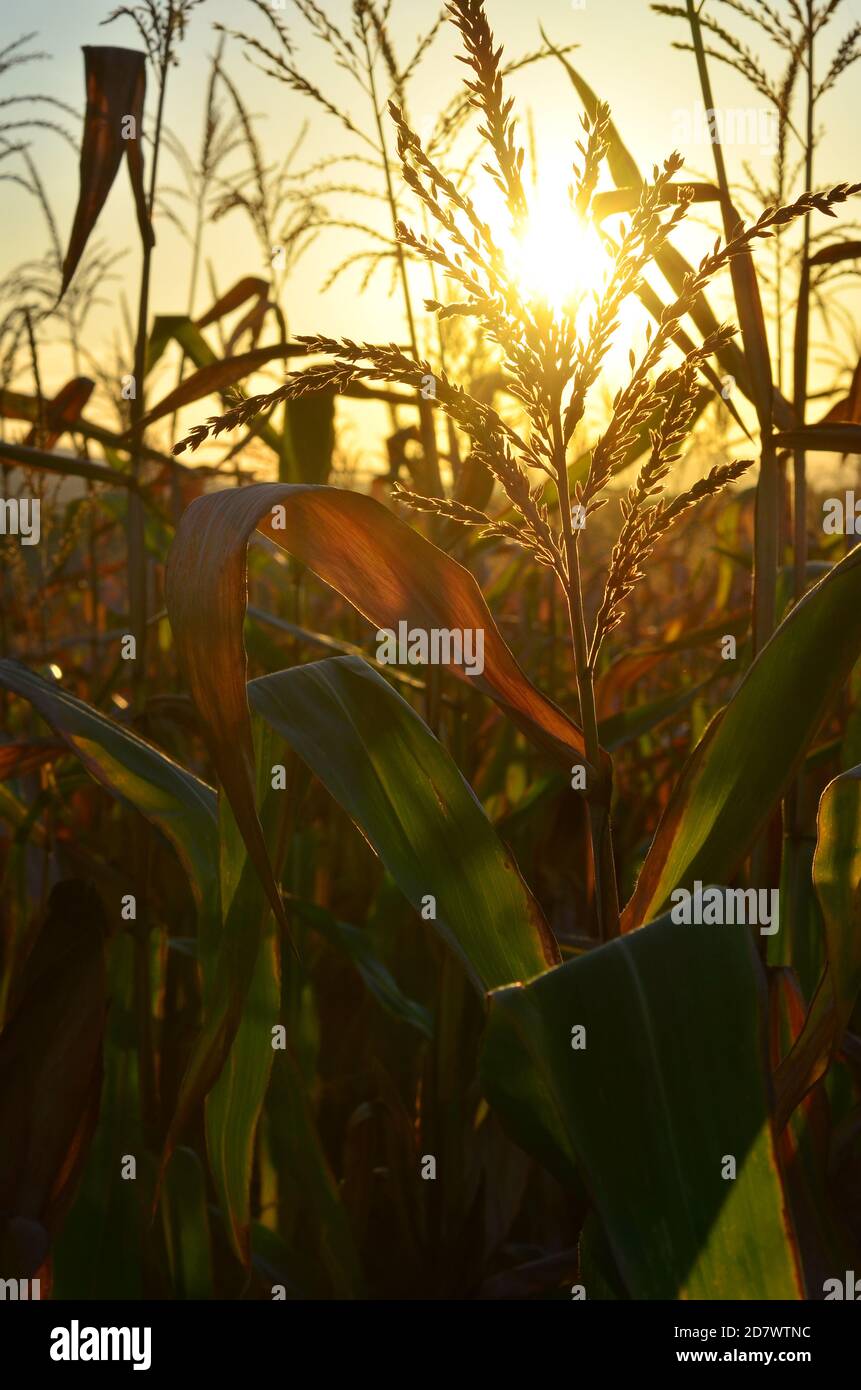 Corn field at sunset Stock Photo - Alamy