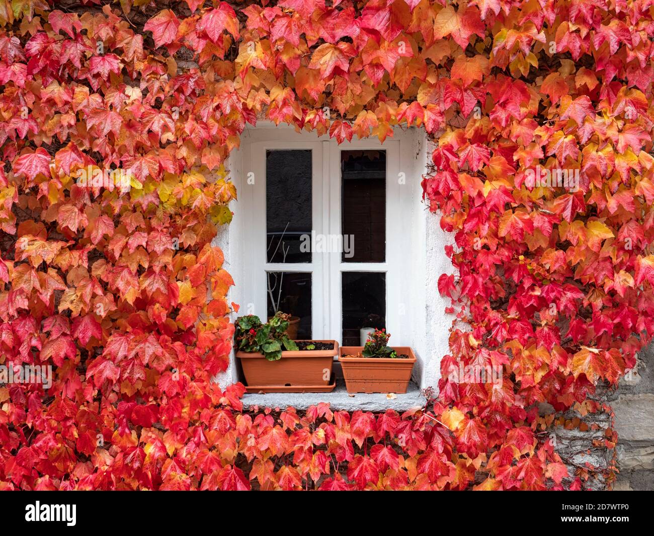 Red ivy on a facade hi-res stock photography and images - Alamy