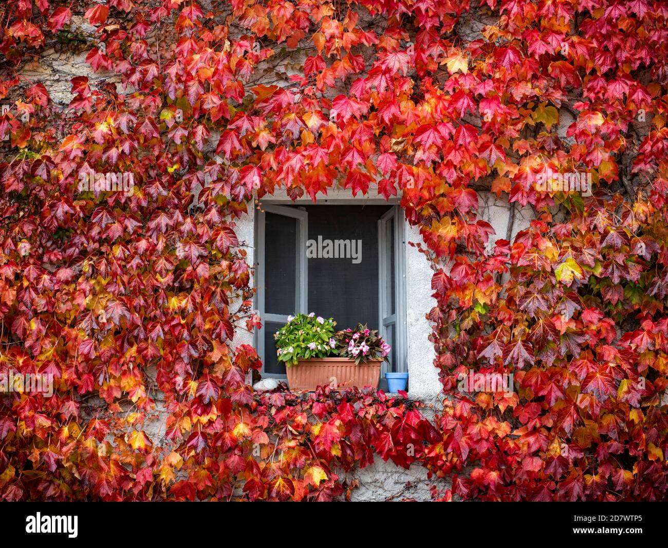 Red ivy on a facade hi-res stock photography and images - Alamy