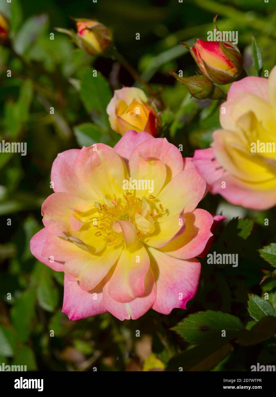Beautiful roses in full bloom on a summy summer day Stock Photo - Alamy