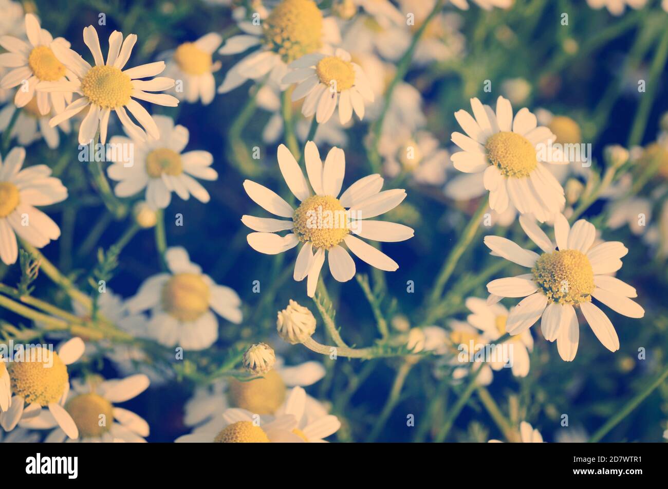 Chamomile in the field Stock Photo - Alamy