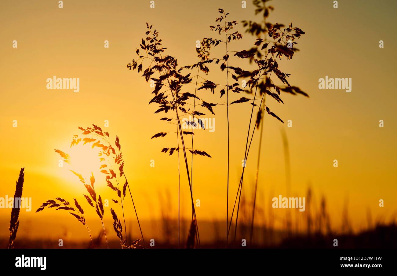 Sunset on the meadow, beautiful meditative scene Stock Photo - Alamy