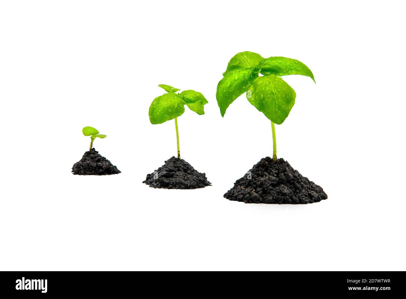Basil sprouts in a pile of soil on white background. Growing basil at ...