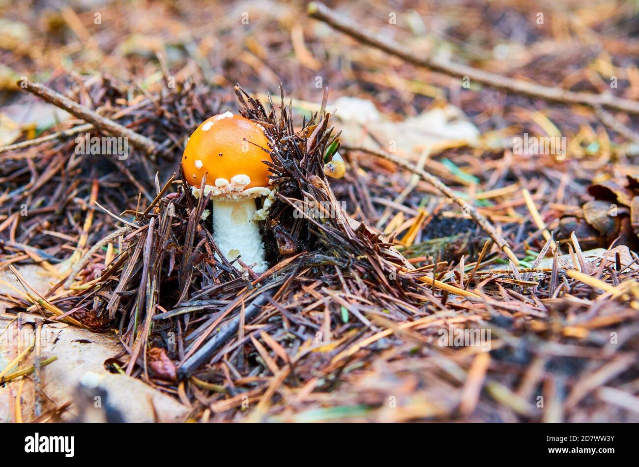 Photo of a toadstool hi-res stock photography and images - Alamy
