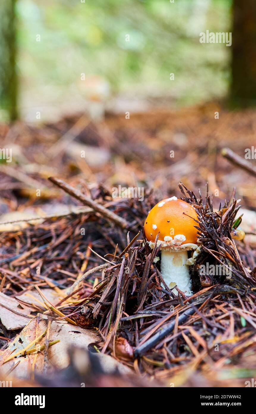 Photo of a small toadstool hi-res stock photography and images - Alamy