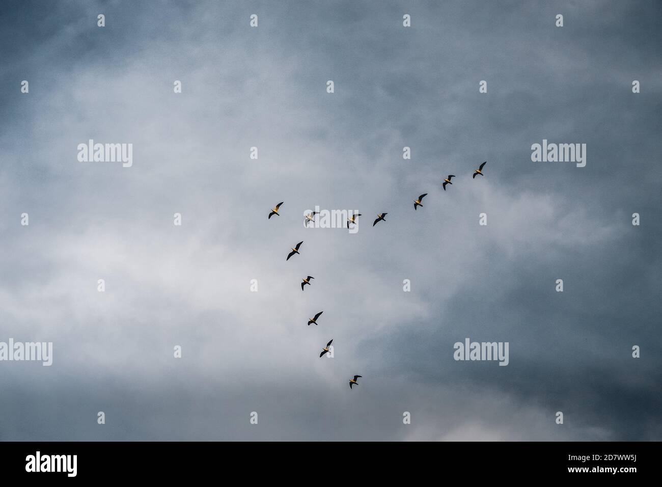 Birds in flight formation on gray sky background Stock Photo - Alamy