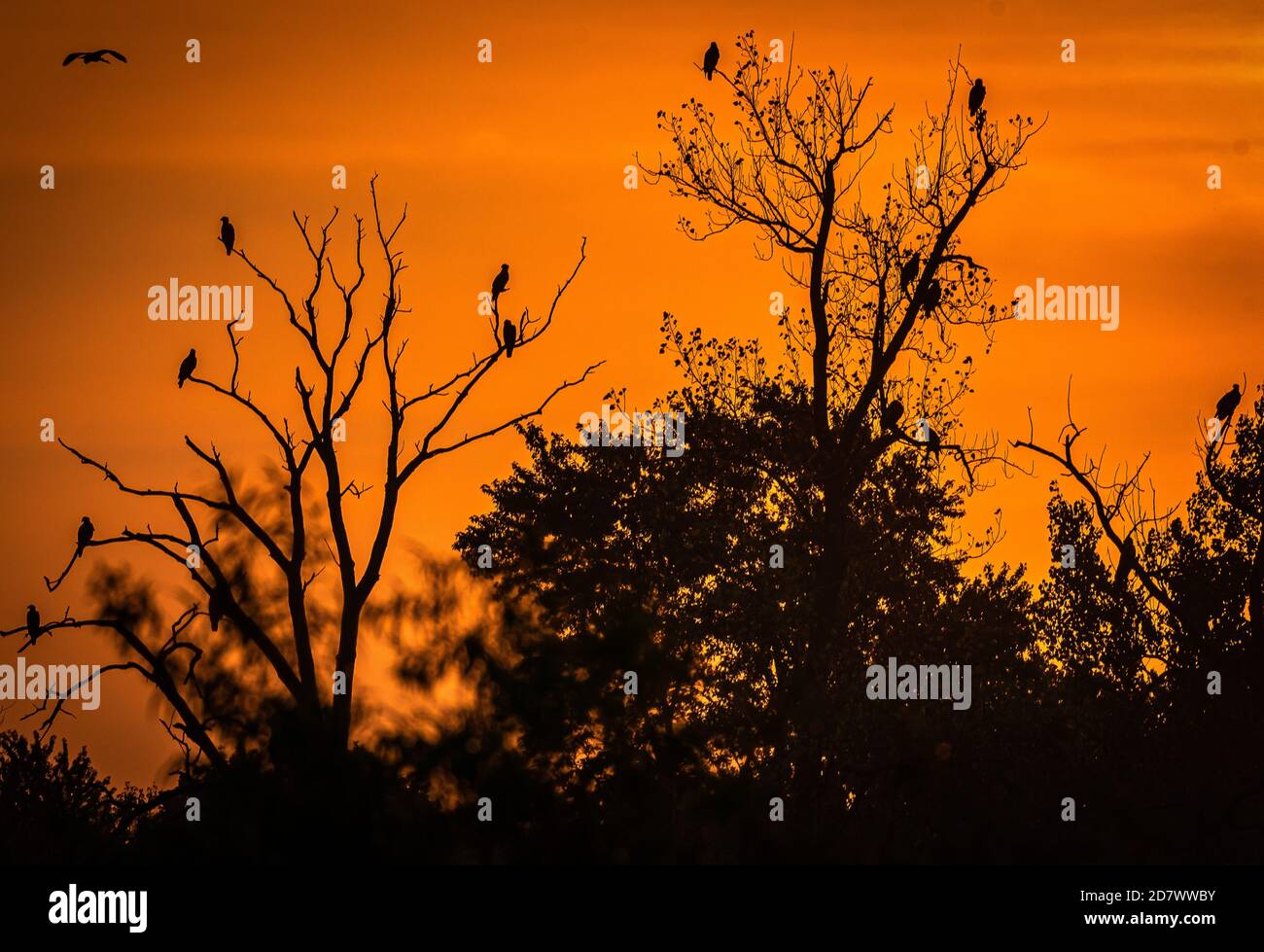 15 eagles hi-res stock photography and images - Alamy