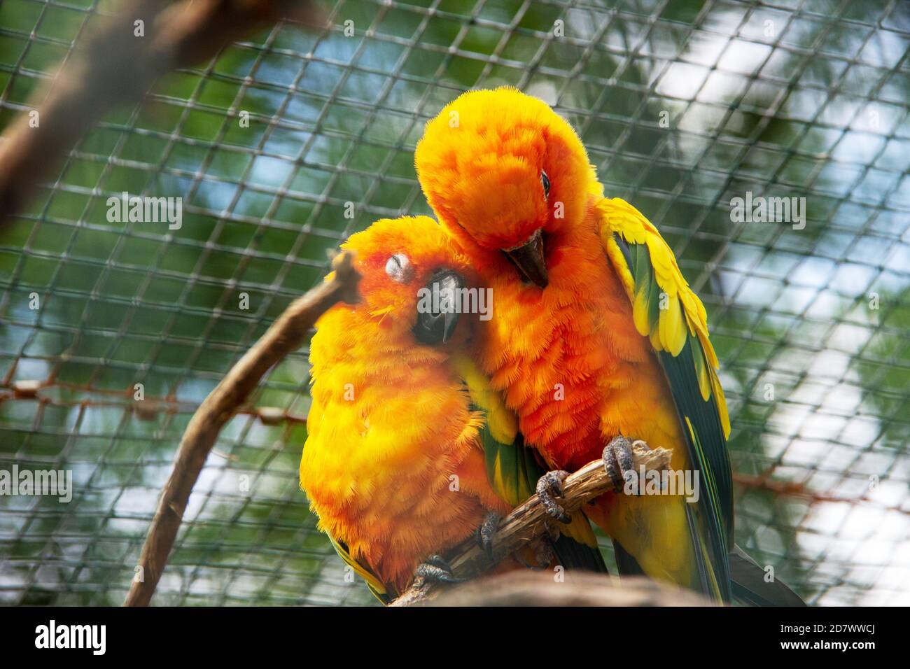Aratinga solstitialis hi-res stock photography and images - Alamy