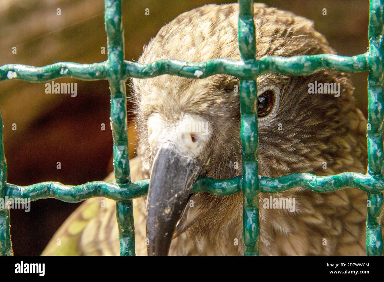 Family nestoridae hi-res stock photography and images - Alamy