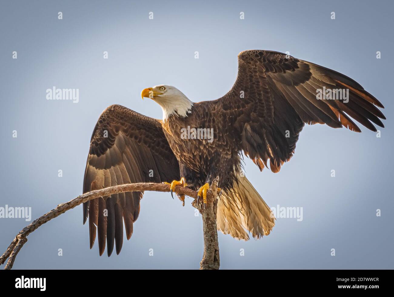 Bald Eagle Launch Stock Photo - Alamy