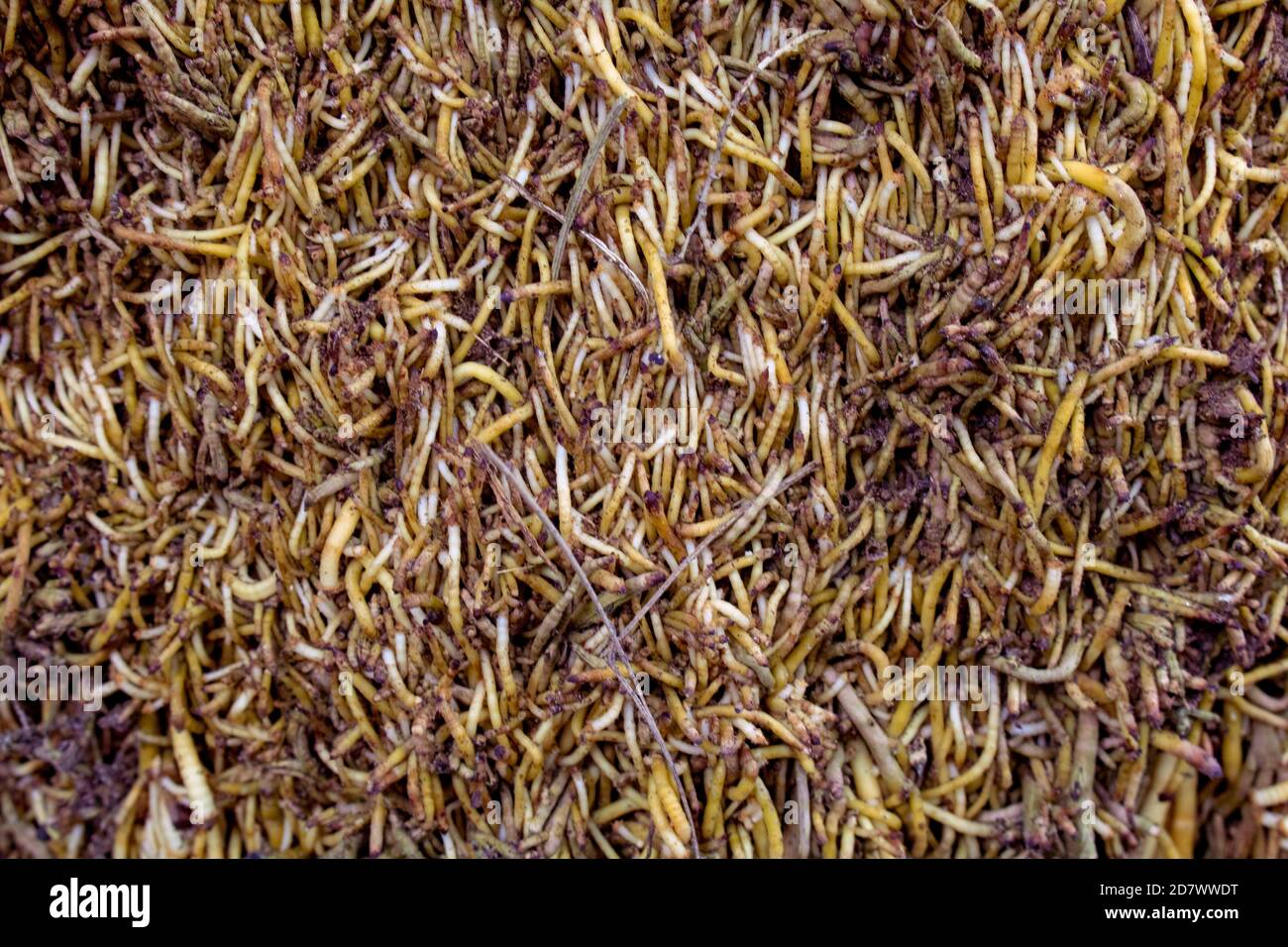 The Tree Root Graphics Background. Art of the nature Stock Photo - Alamy