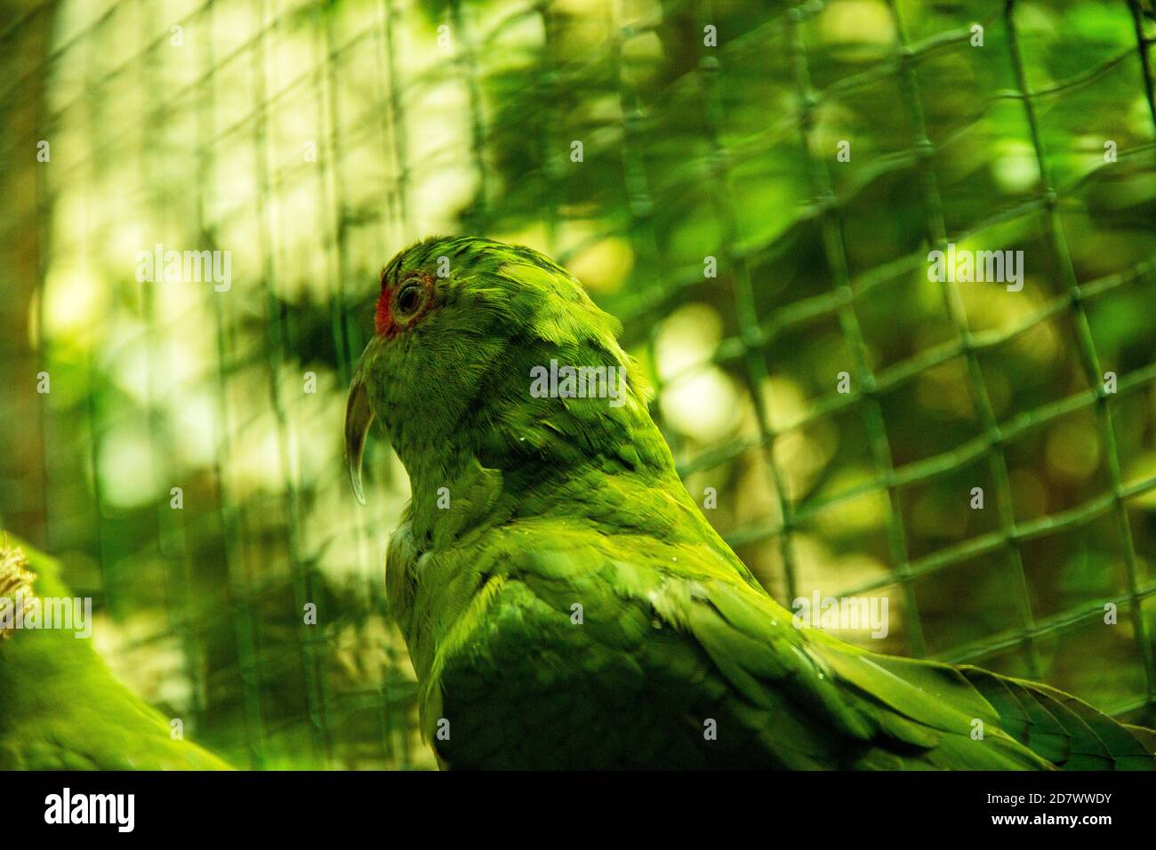 View of a vinaceous breasted amazon, Amazona vinacea, is a species of ...