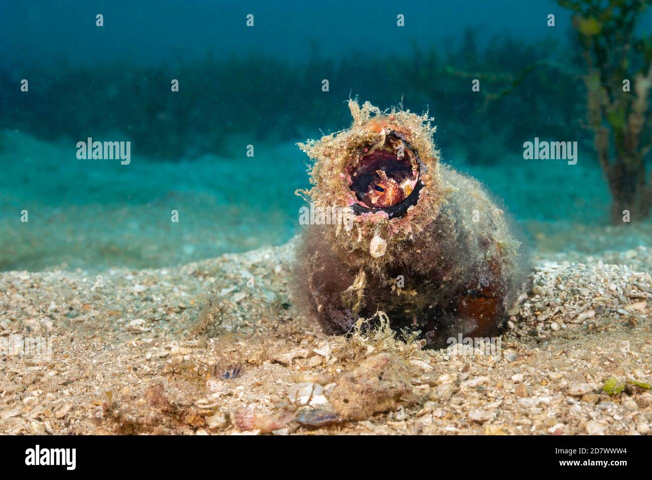 Octopus bottle hi-res stock photography and images - Alamy