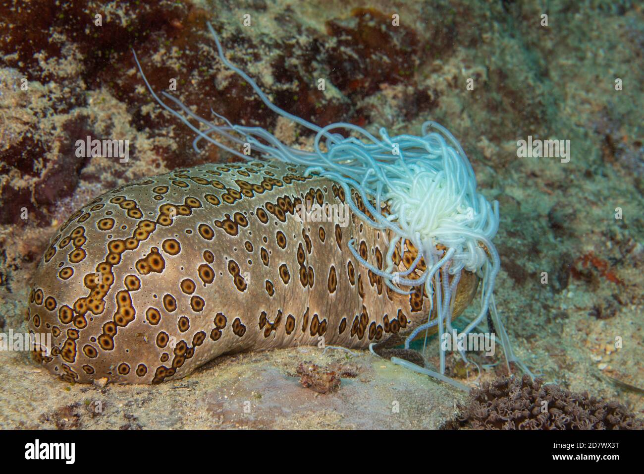 SCRAWLED FILEFISH, Aluterus scriptus, HAWAII Stock Photo - Alamy