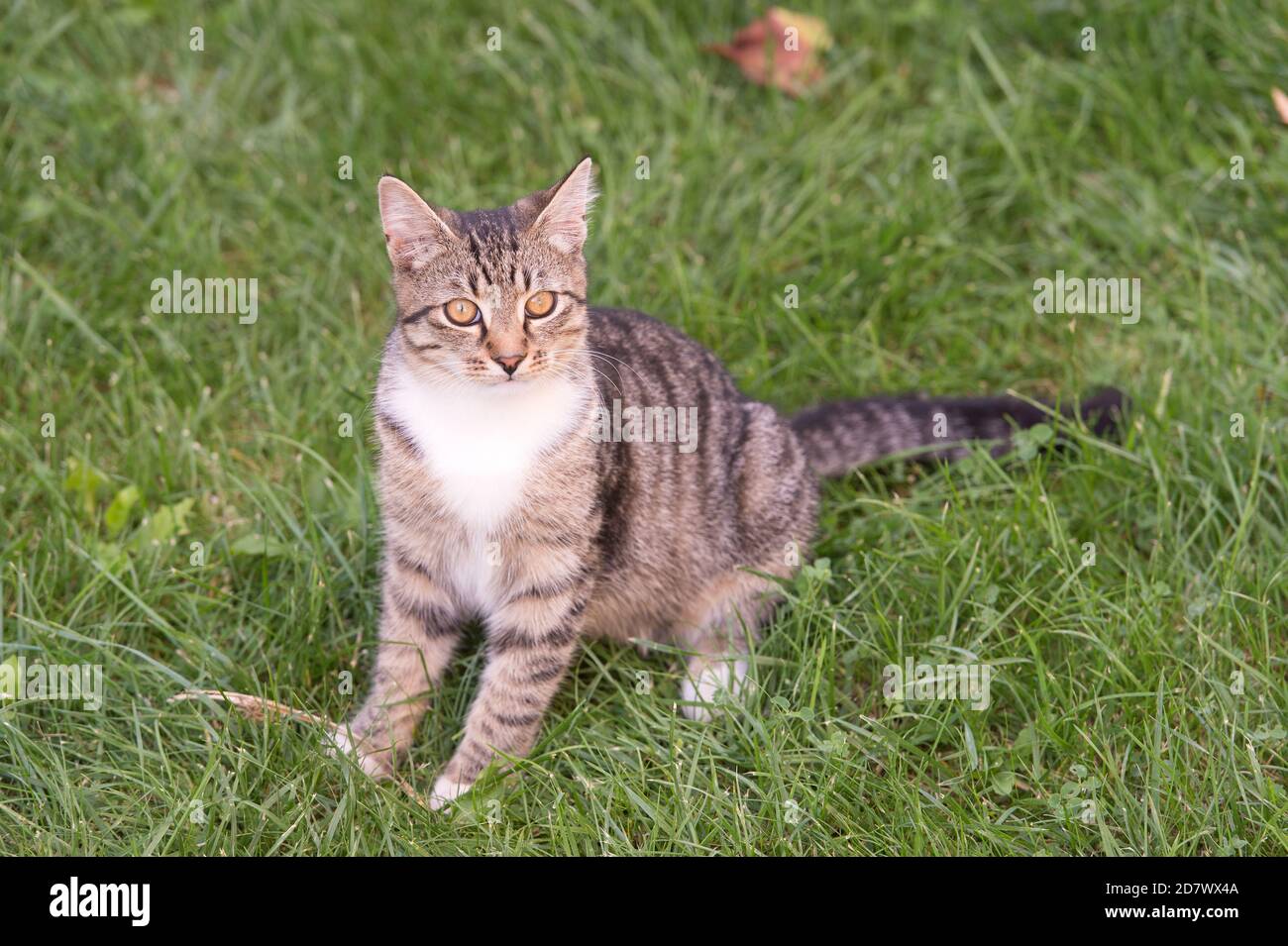 domestic animal pet cat relaxing sitting outside with curious look on ...