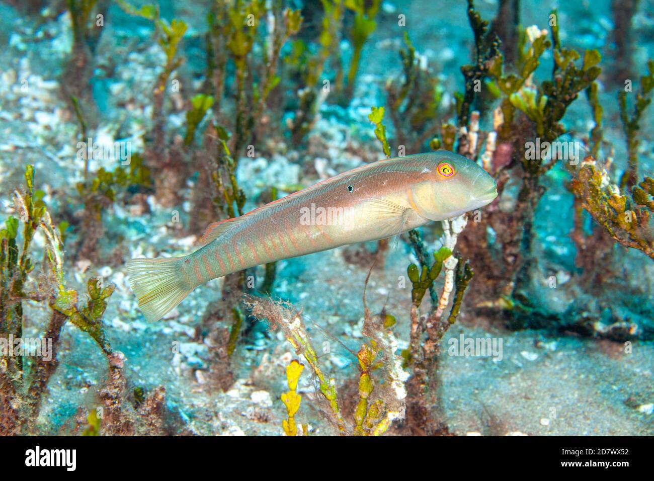 This male knife razorfish, Cymolutes praetextatus, is a member of the ...
