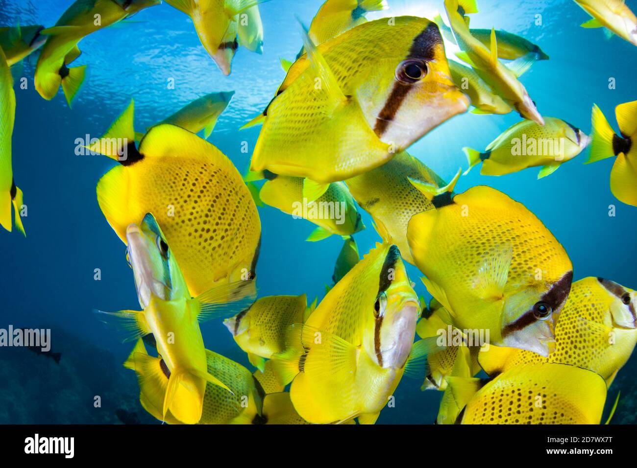 Schooling milletseed butterflyfish, Chaetodon miliaris, endemic. Hawaii ...