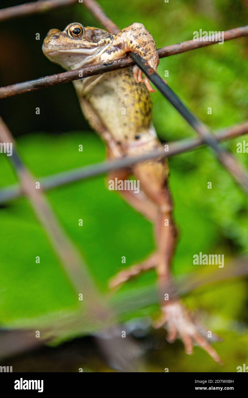 A frog hangs on to a metal grid with grim detrmination Stock Photo - Alamy