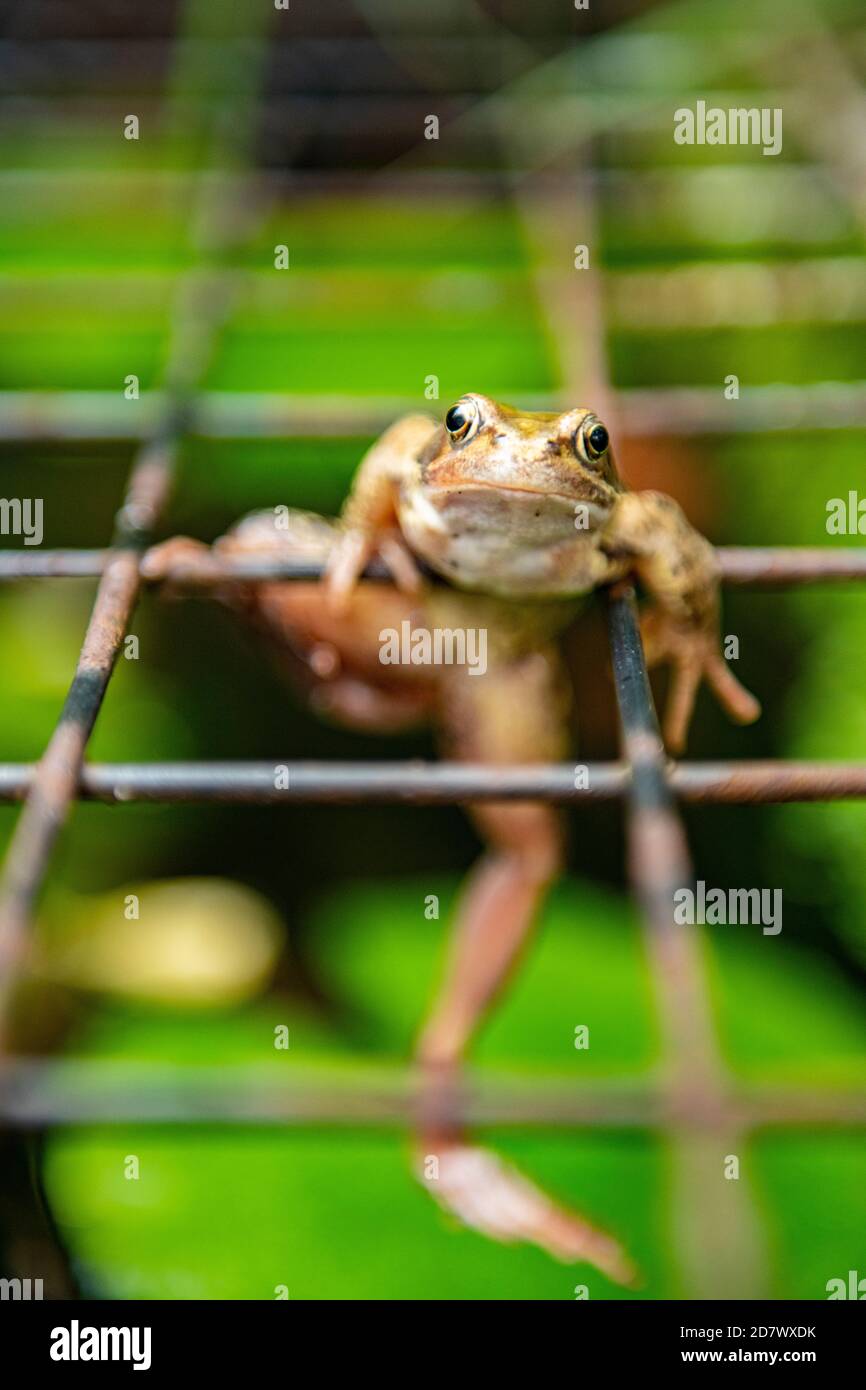 A frog hangs on to a metal grid with grim detrmination Stock Photo - Alamy