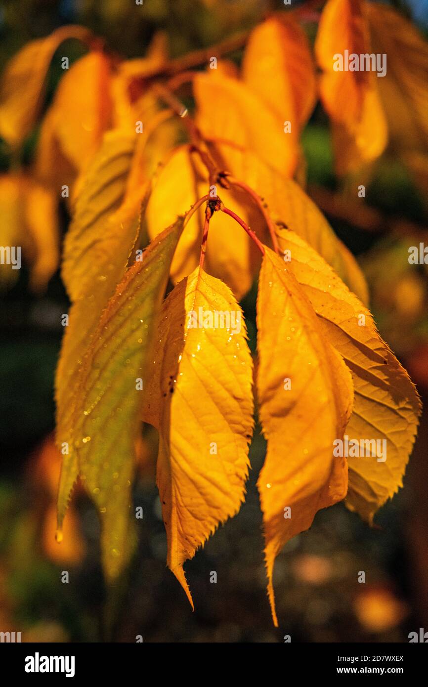 Tree leaves at night water hi-res stock photography and images - Alamy