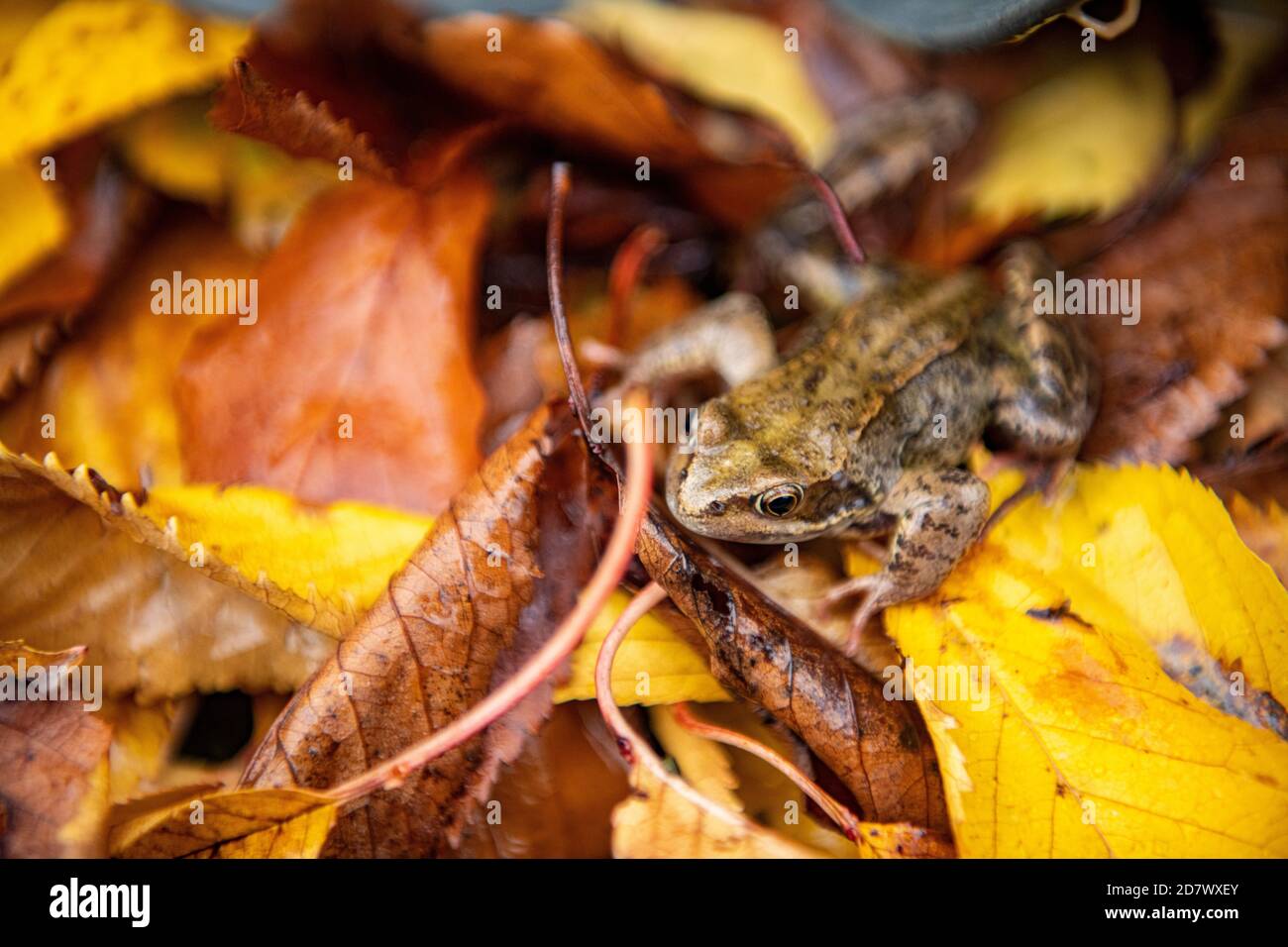 A common frog on a pile of autumnal leaves Stock Photo - Alamy