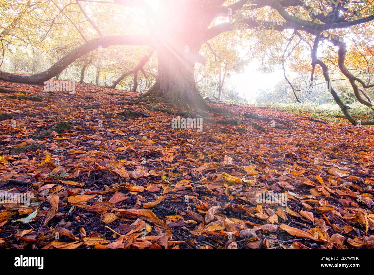 Early morning sunshine in autumn Stock Photo - Alamy